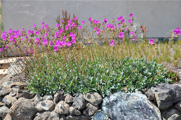 Cistanthe - Alchetron, The Free Social Encyclopedia